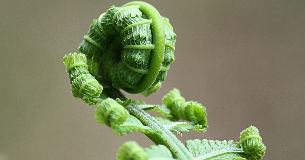 CEO Update April 2022 | The Ian Potter Foundation